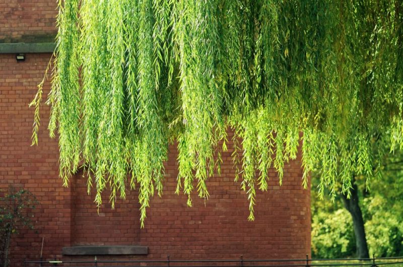 RED Brick Landscaping Ideas | Landscape Ideas