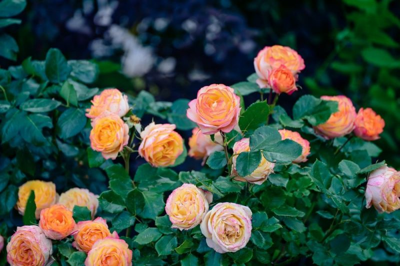 Rose Landscape Design | Landscape Ideas